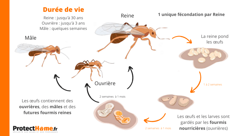 Comment se débarrasser des fourmis ? - ProtectHome