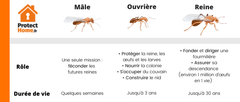 Comment se débarrasser des fourmis ? - ProtectHome